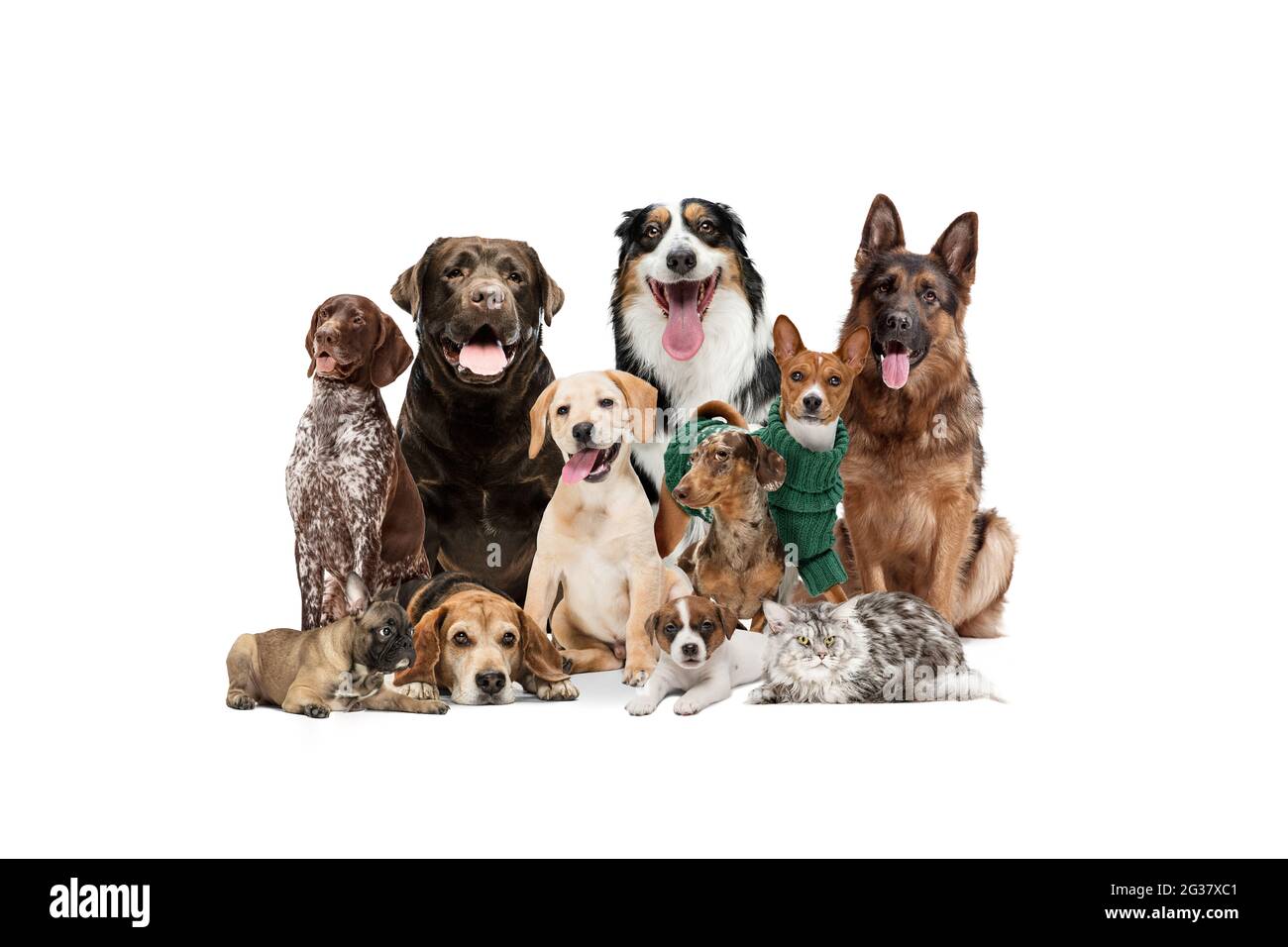 Art collage made of funny dogs different breeds posing isolated over white studio background ...