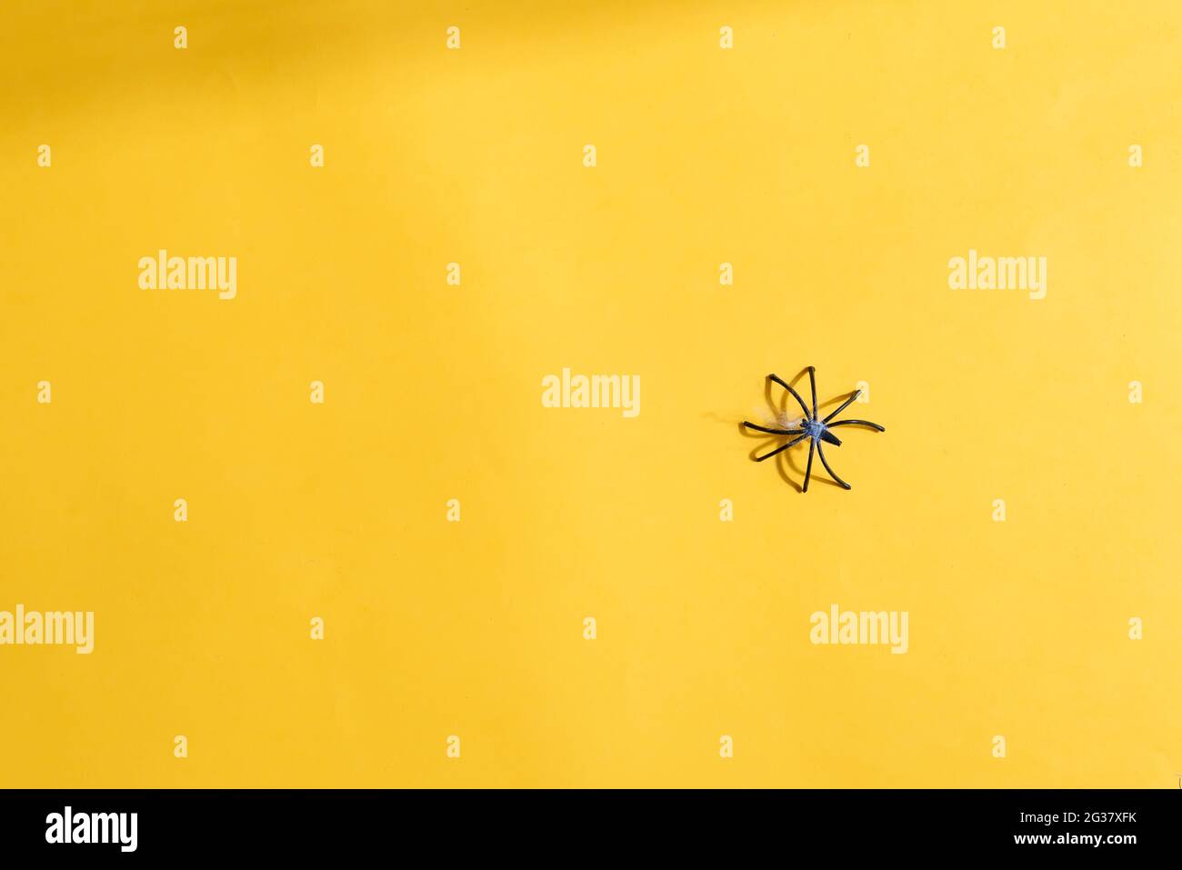 Top view of spiders hi-res stock photography and images - Alamy