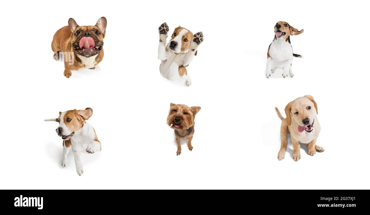 Art collage made of funny dogs different breeds posing isolated over white studio background ...