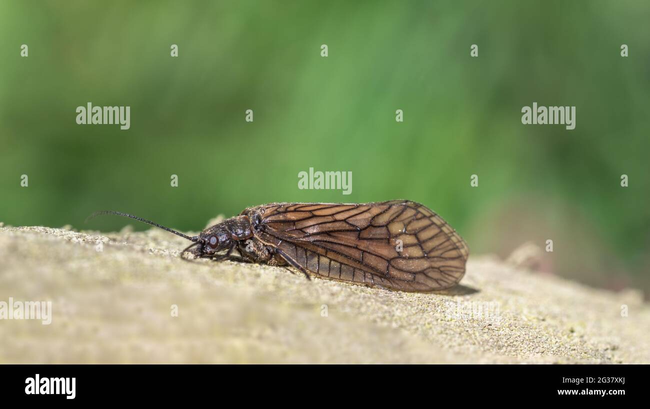 Alderfly High Resolution Stock Photography and Images - Alamy