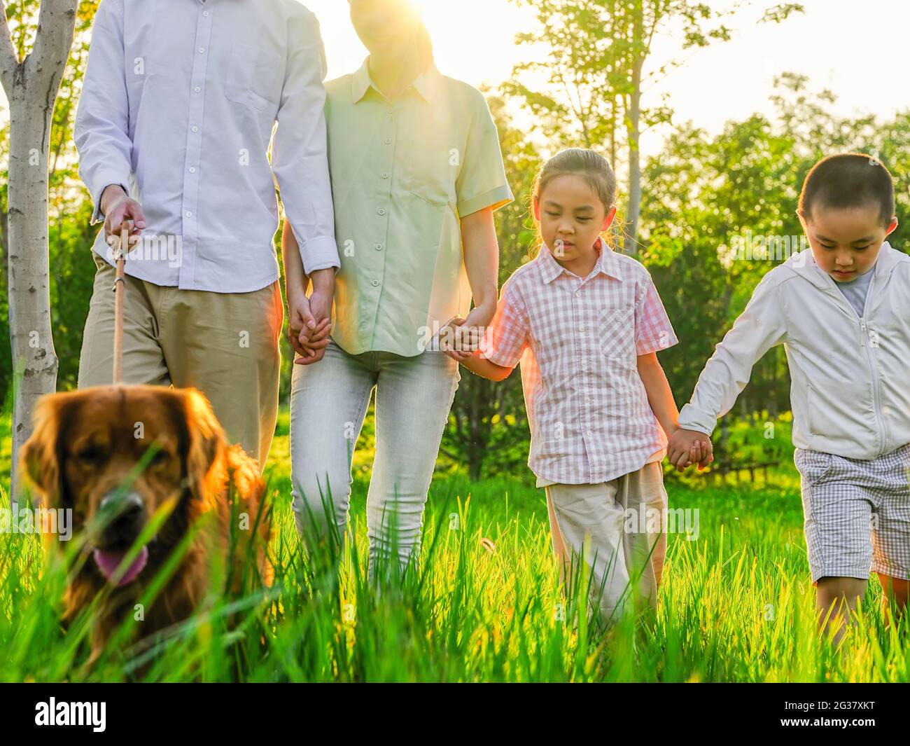 Happy family of four walking dogs in the park high quality photo Stock ...