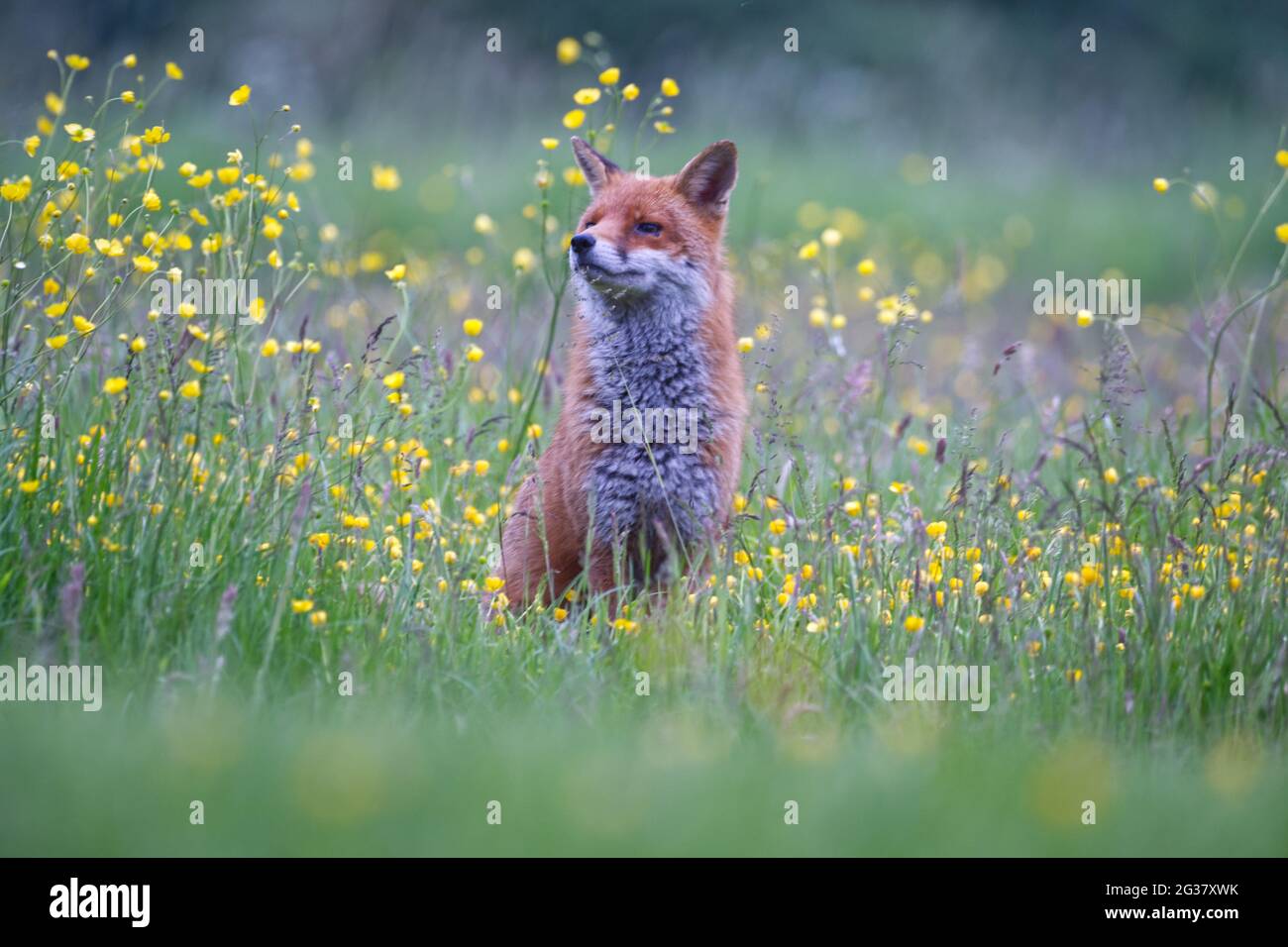 Snarling fox hi-res stock photography and images - Alamy