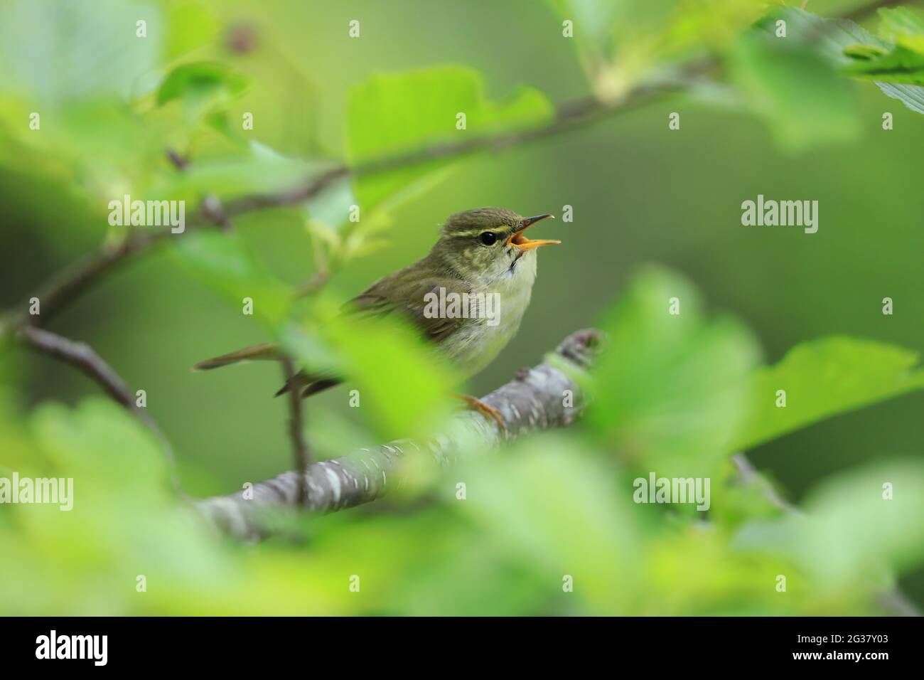 Japanese leaf warbler (Phylloscopus xanthodryas) in Japan Stock Photo ...