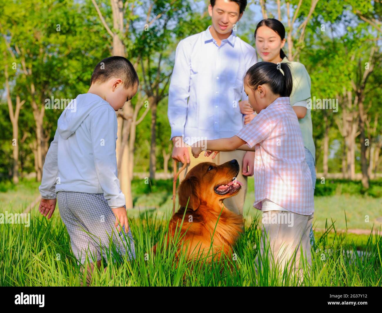 Happy family of four and pet dog playing in the park high quality photo ...