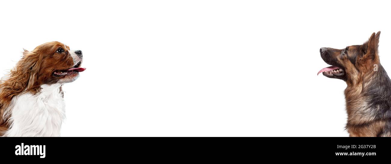 Art collage made of funny dogs different breeds posing isolated over ...