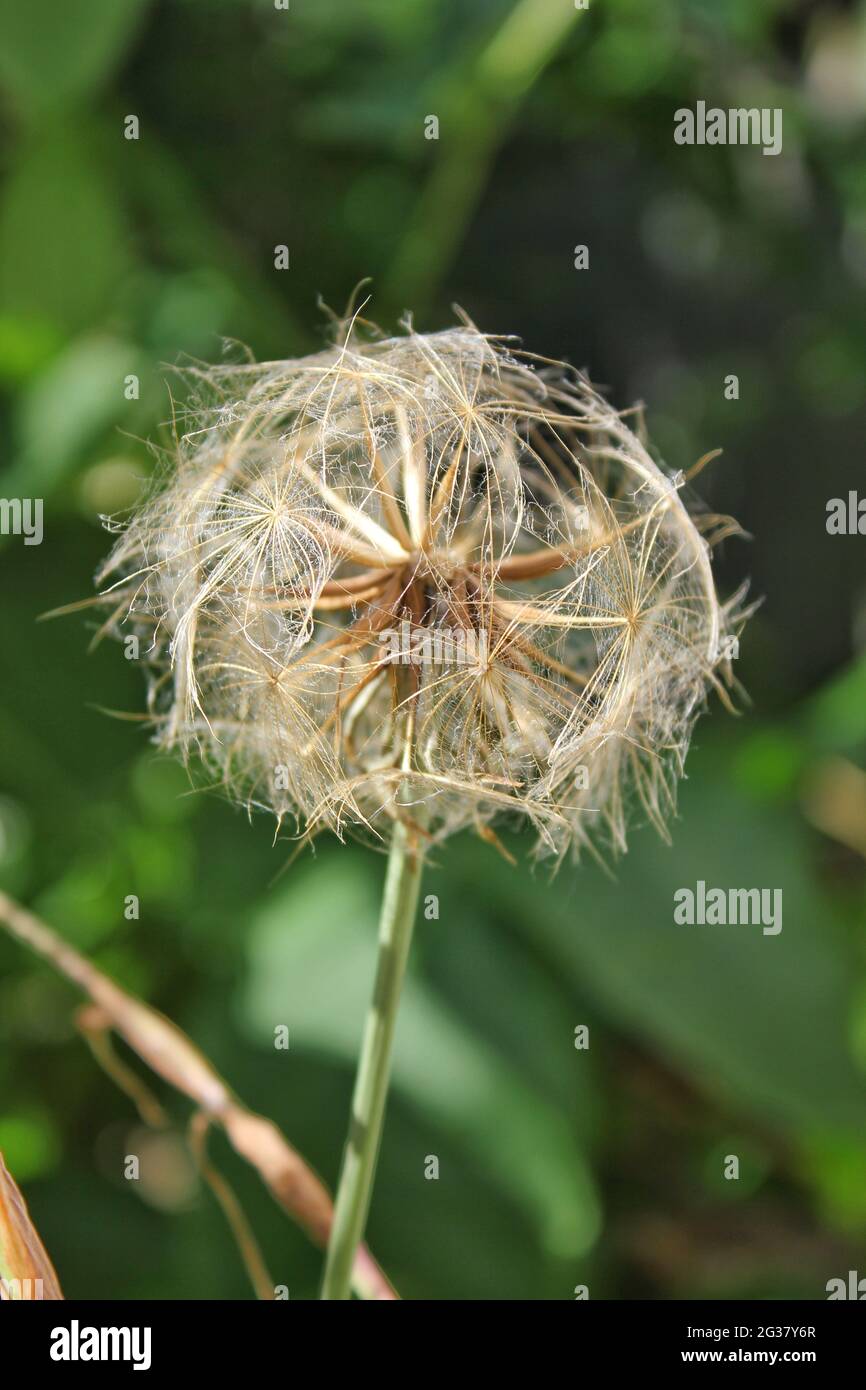 Puffball Flower High Resolution Stock Photography and Images - Alamy