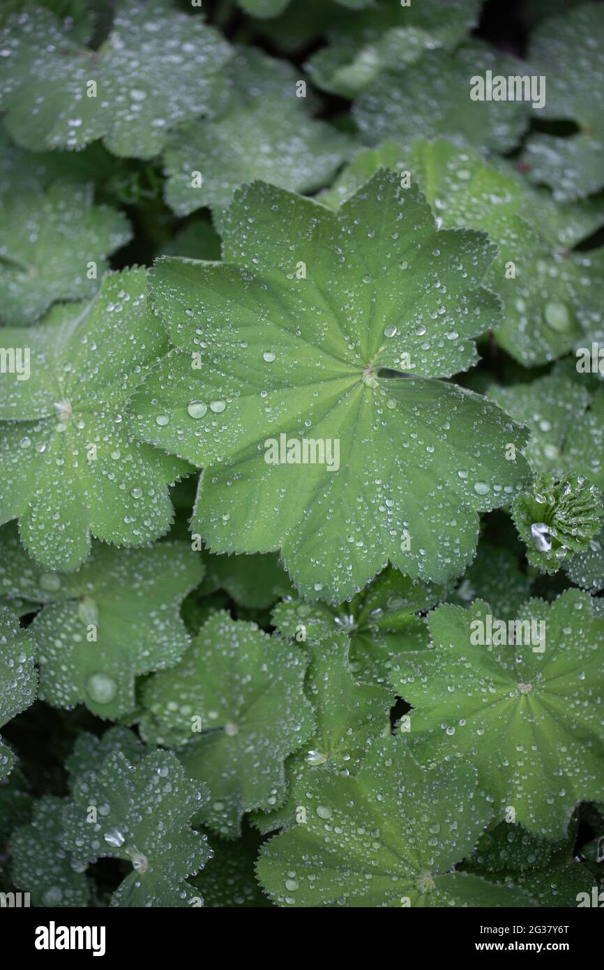 Lady's mantle leaves Stock Photo - Alamy