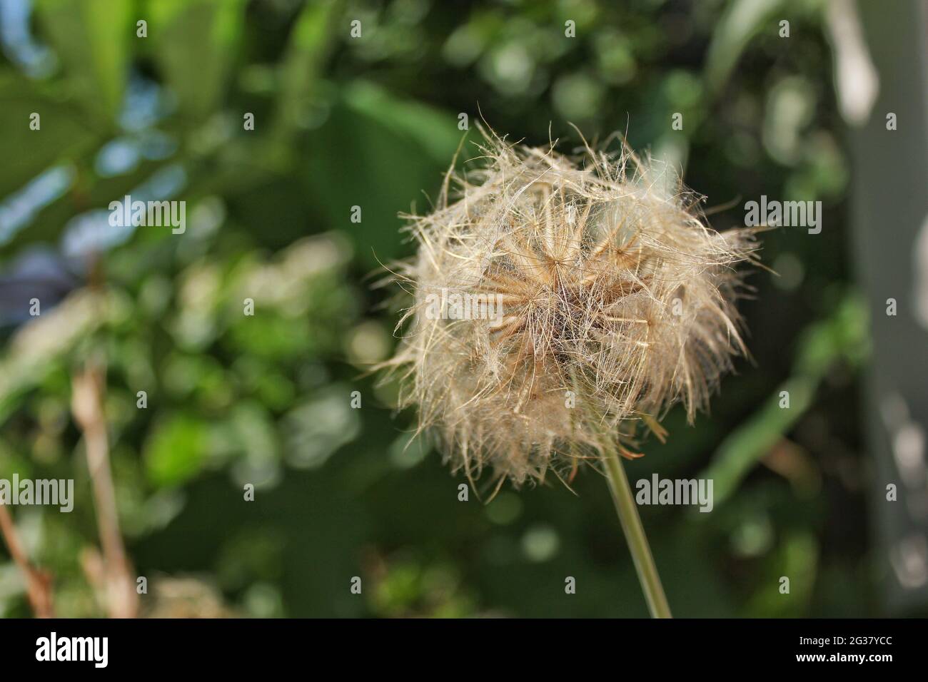 Giant puffball flower head ready to explode in the summertime Stock ...