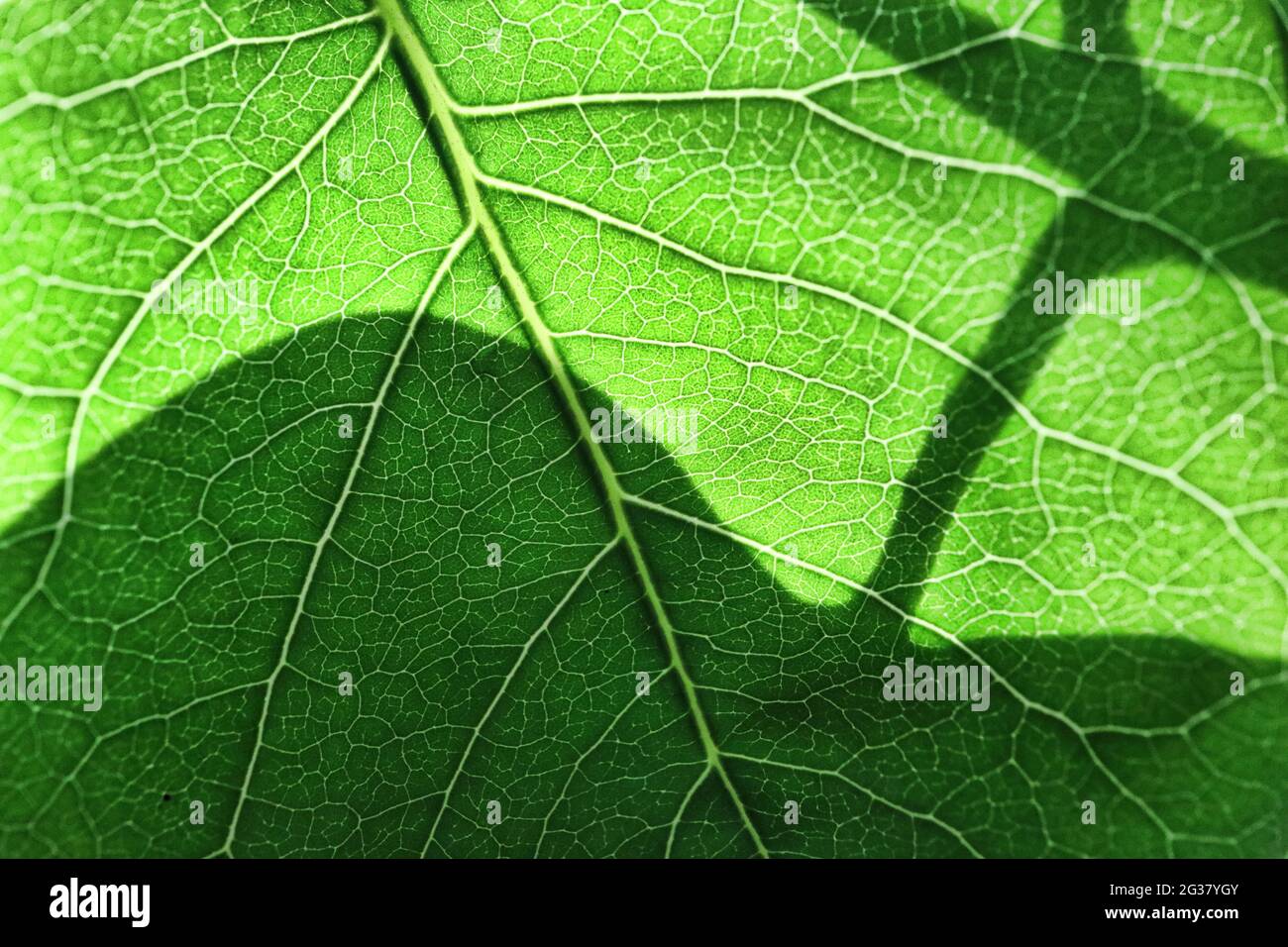 Plants detailed leaf structure hi-res stock photography and images - Alamy