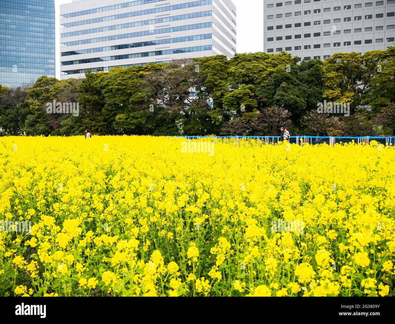 Beautiful view of a field of yellow wildflowers in Hama Rikyu in Tokyo ...