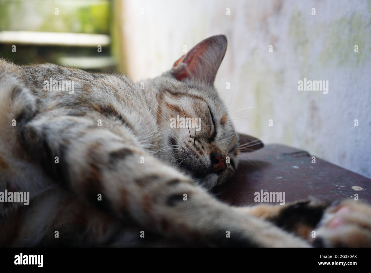 Cute cat enjoy her nap Stock Photo - Alamy