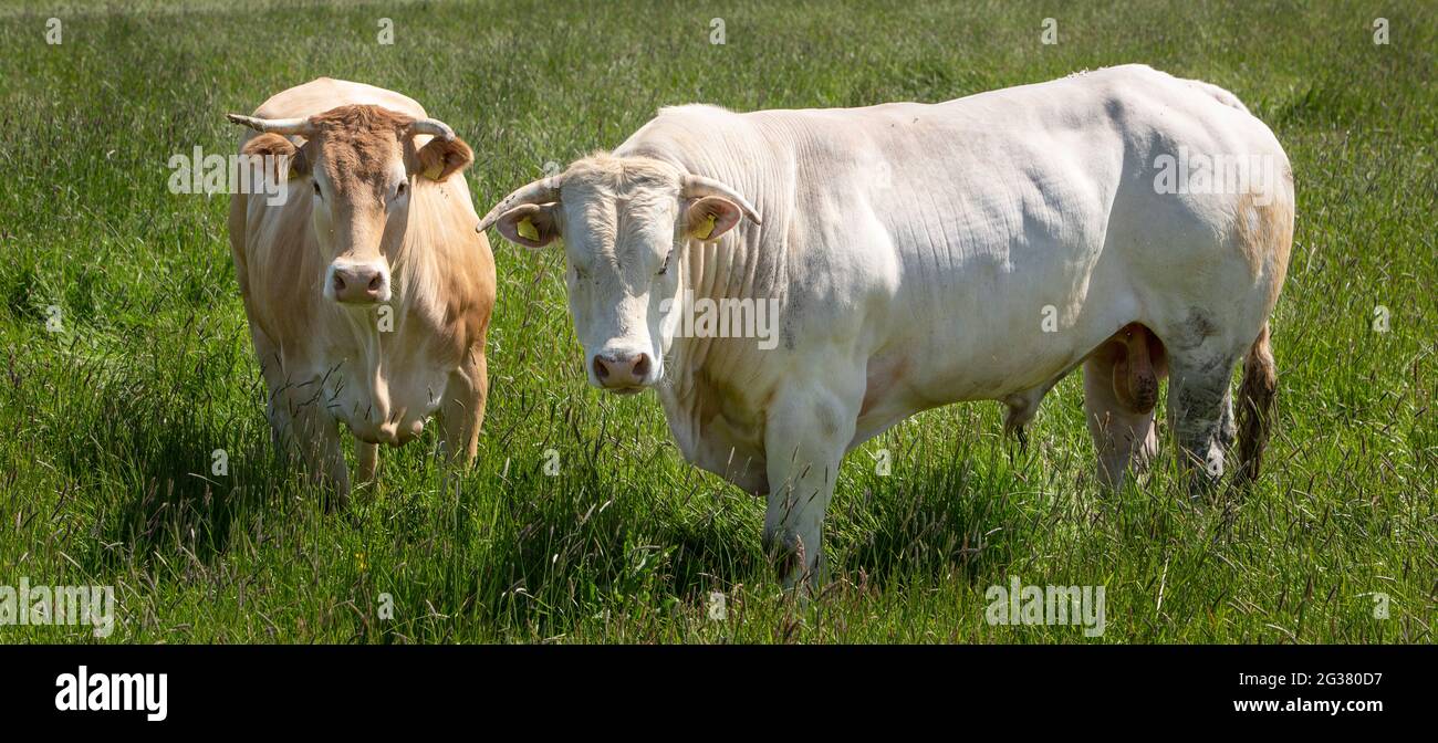 white bull and light brown cow in long grass of summer meadow in the ...