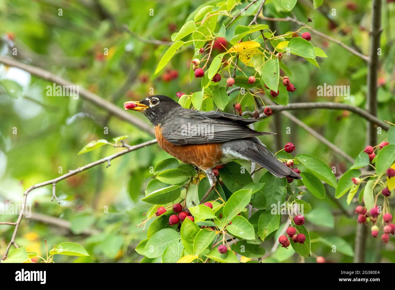 American robin eating berries hi-res stock photography and images - Alamy