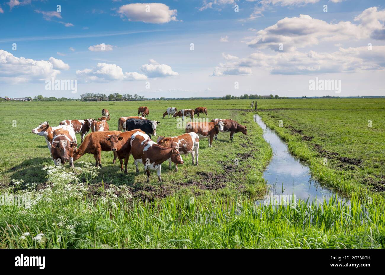 Red spotted bulls hi-res stock photography and images - Alamy