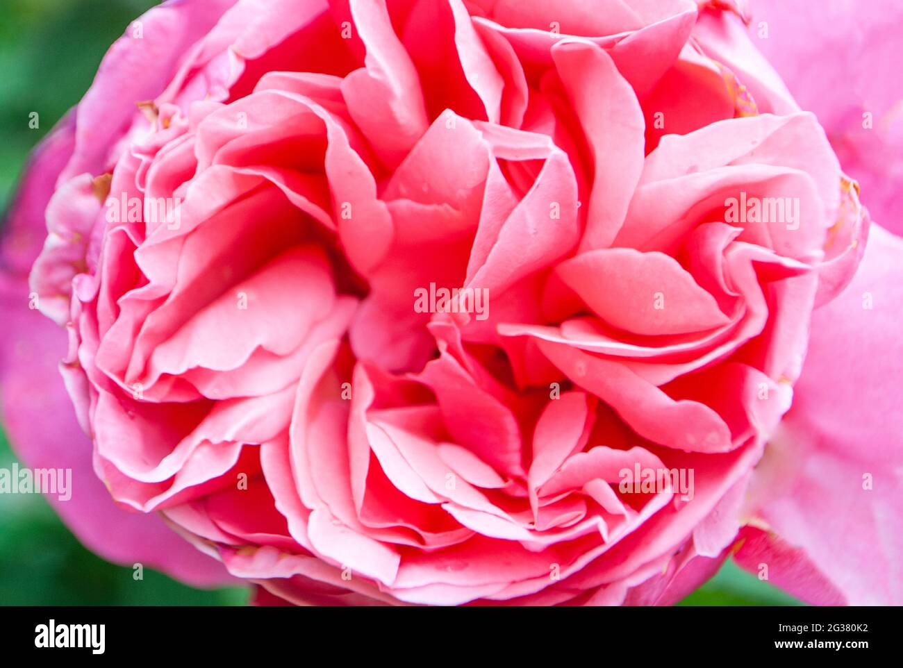 Flower with many petals hi-res stock photography and images - Alamy