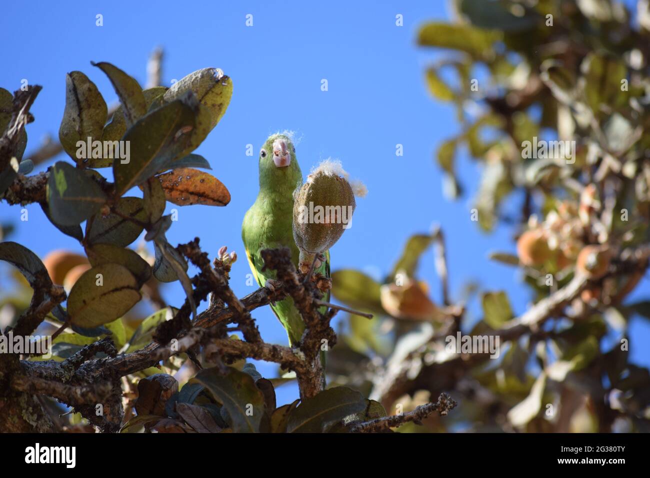 Periquito verde hi-res stock photography and images - Alamy