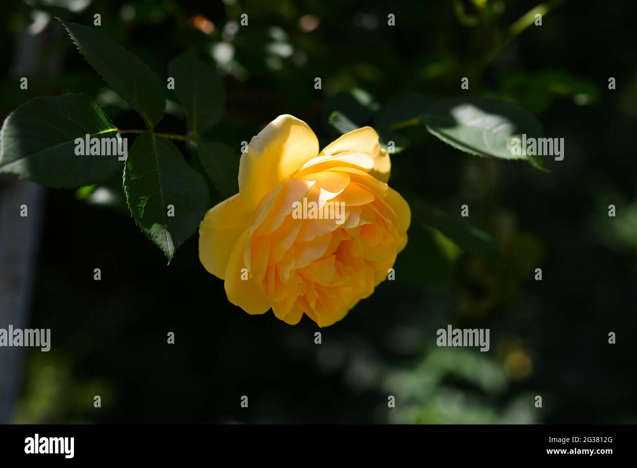 Open, incredibly beautiful yellow rose in the garden Stock Photo - Alamy