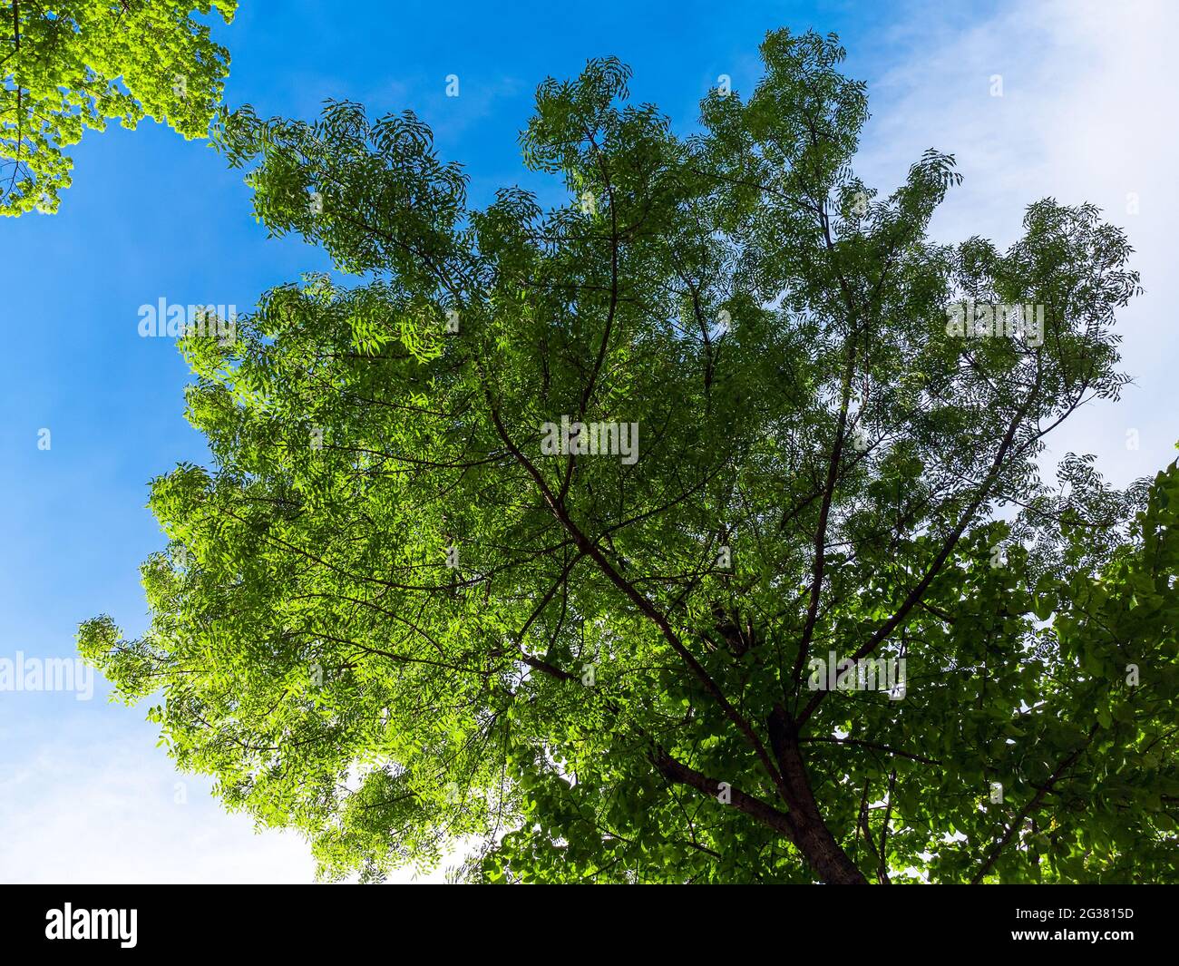 Green tree crown against blue sky with sunlight through the leaves ...