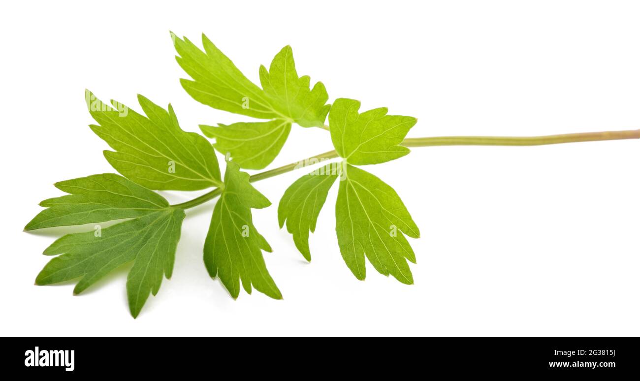 Fresh lovage twig isolated on white background Stock Photo - Alamy