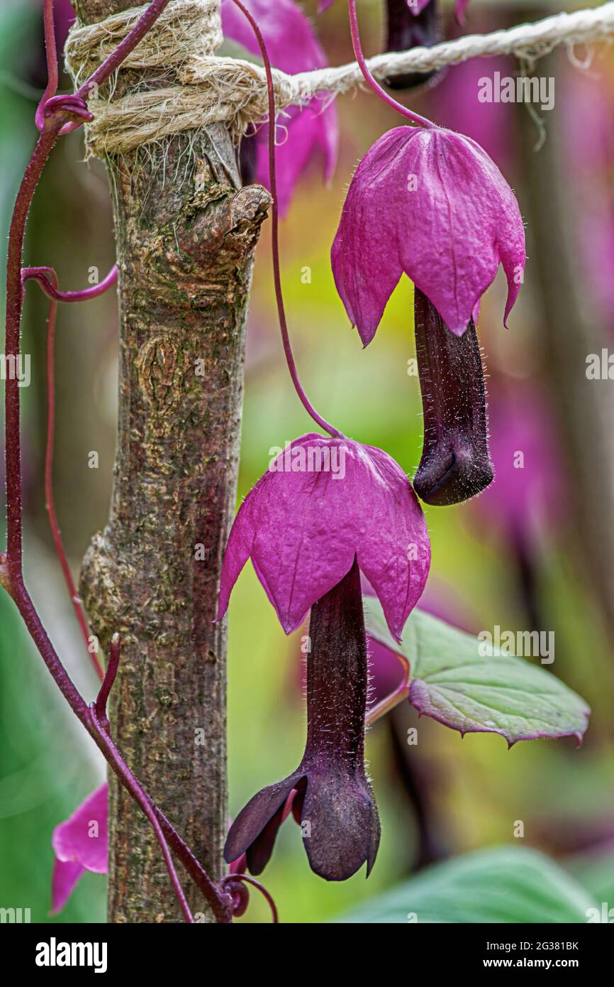 Bell Climber High Resolution Stock Photography and Images - Alamy
