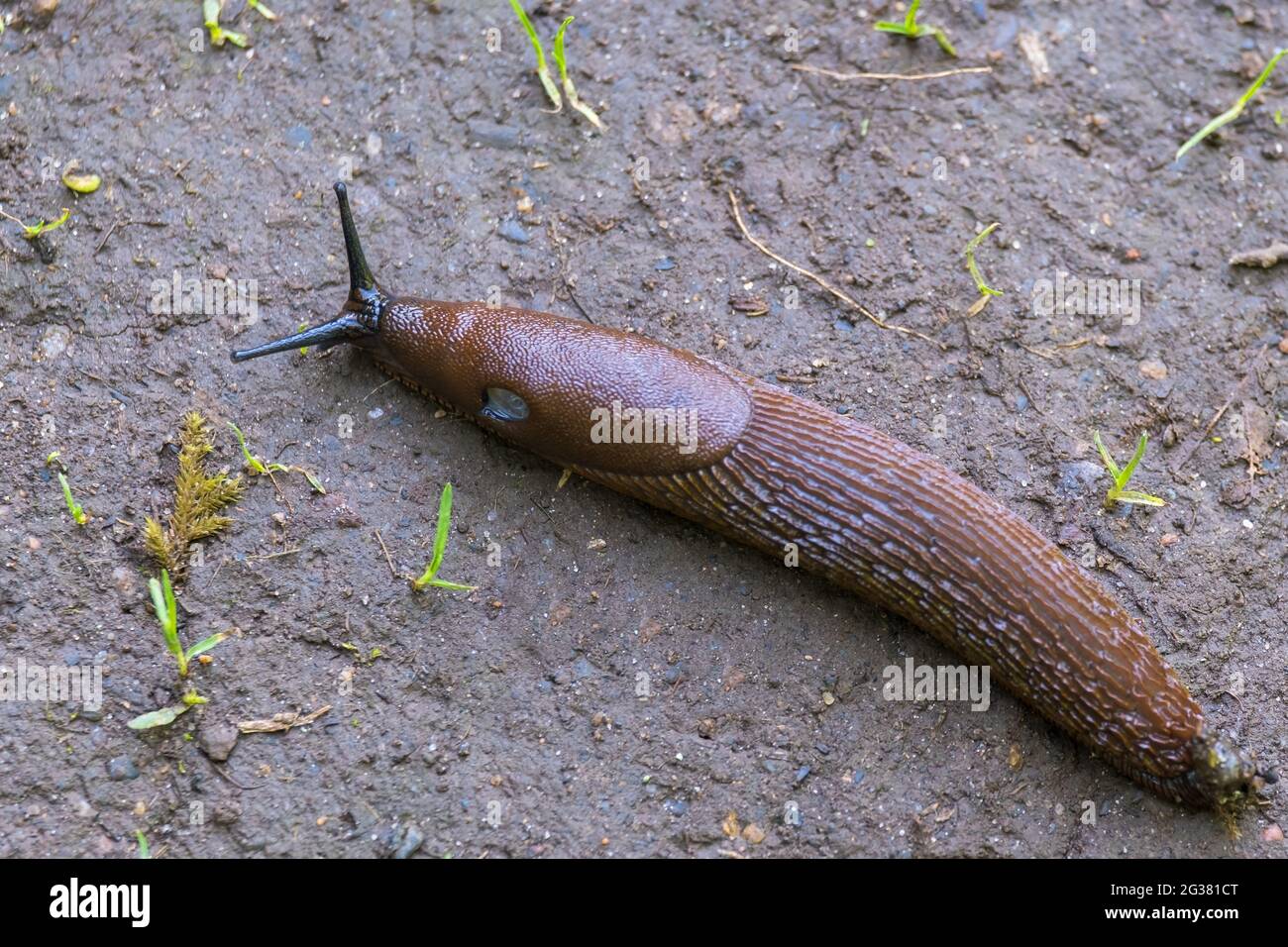 Crawl space soil hi-res stock photography and images - Alamy