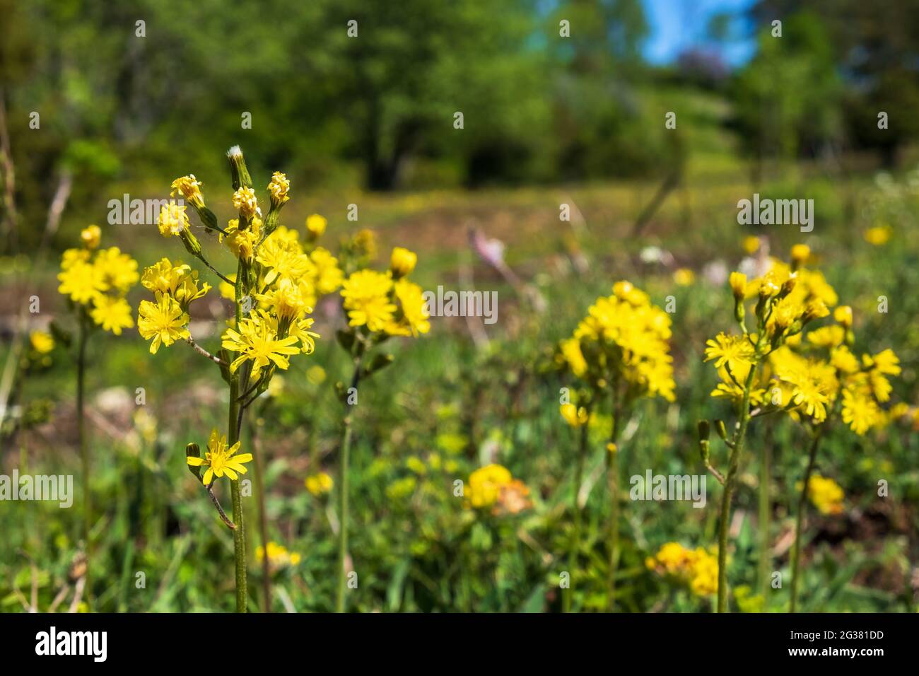 Closeup at Leafless hawk's-beard flowers Stock Photo - Alamy