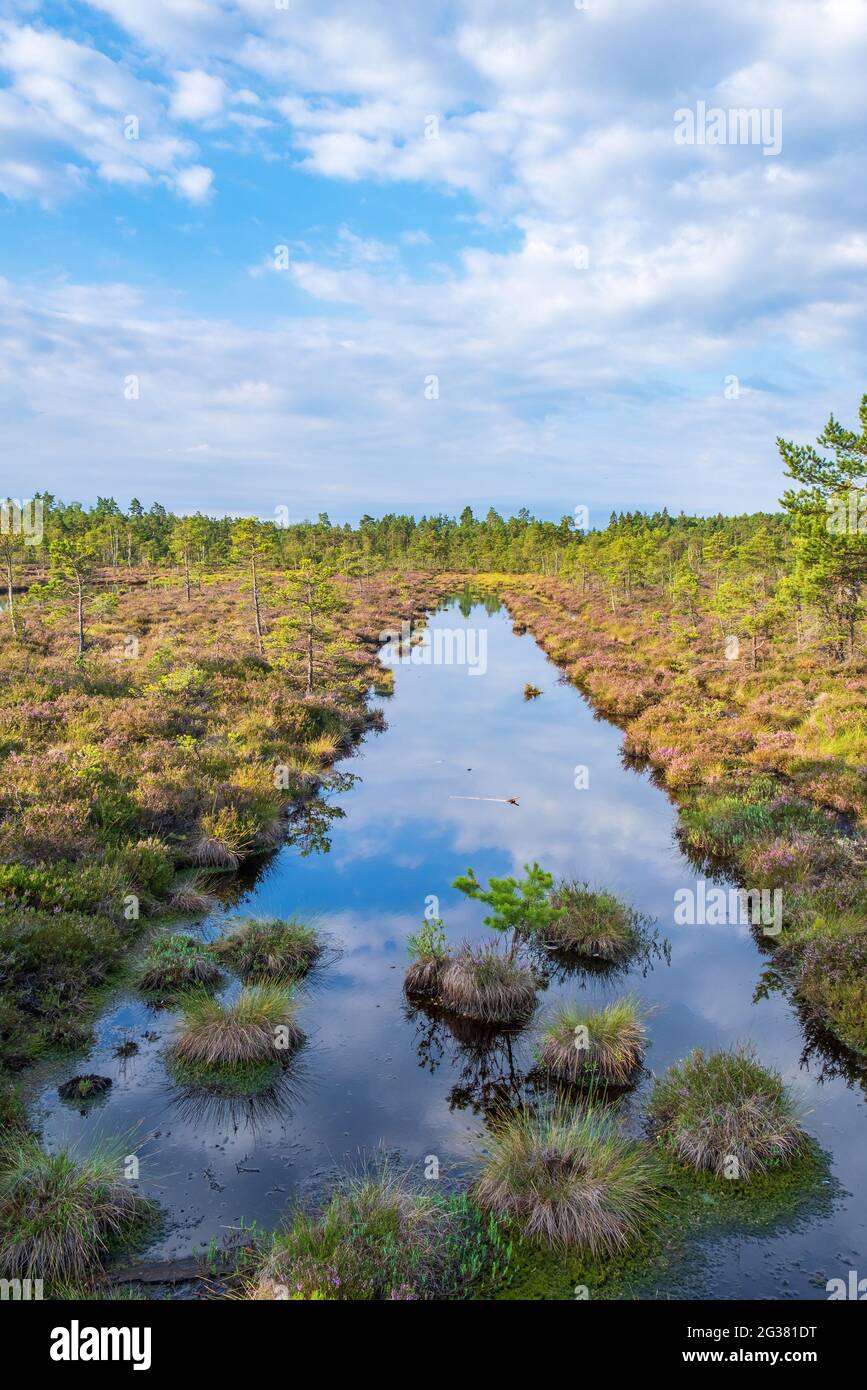 Water in a ditch on a peat bog Stock Photo - Alamy