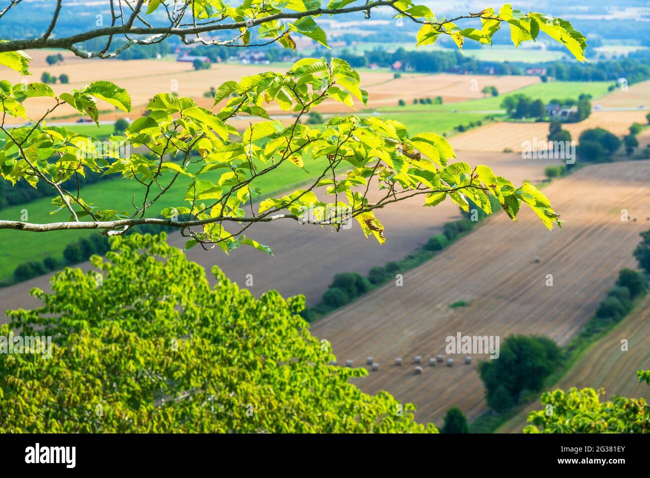 Lush green tree hi-res stock photography and images - Alamy