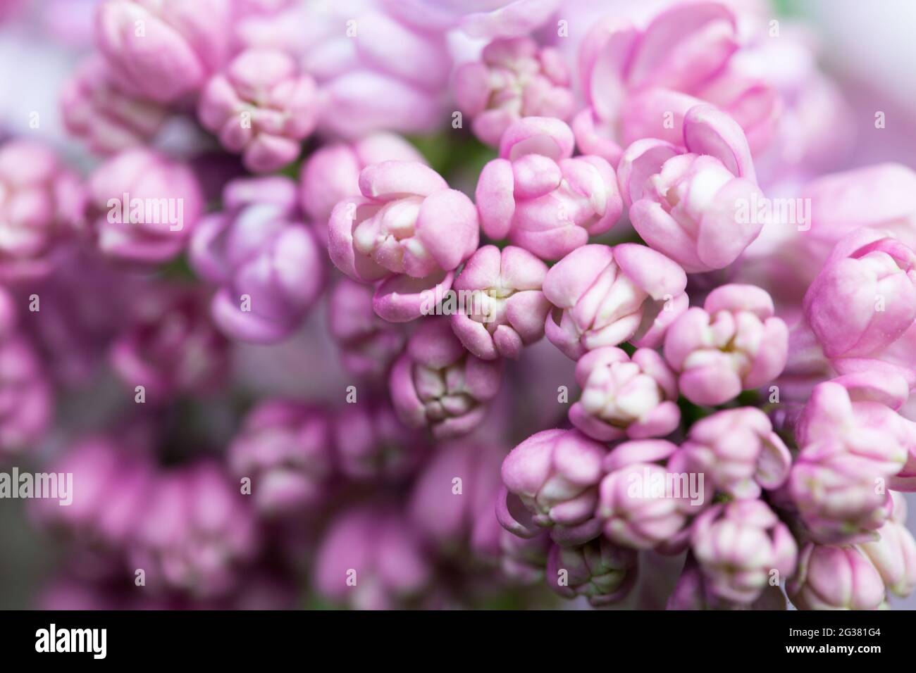 Lilac flowers. Beautiful spring background of flowering lilac ...
