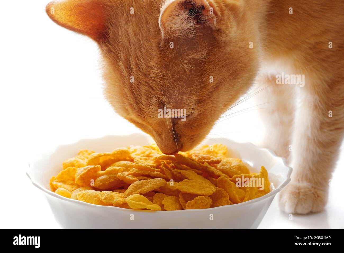 closeup of ginger cat sniffing corn flakes in a white bowl, isolated on ...