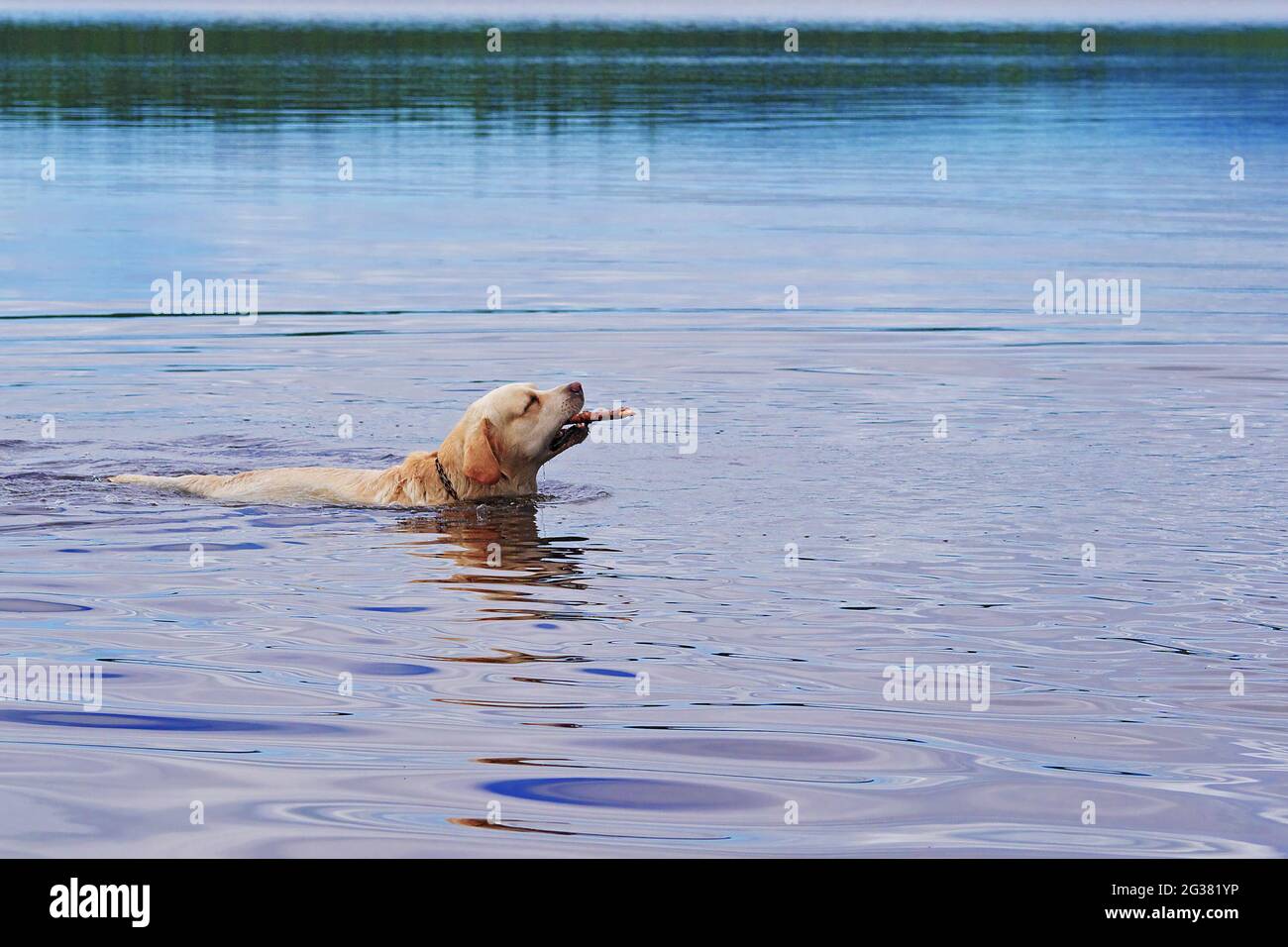 Labrador golden retriever waves water hi-res stock photography and ...