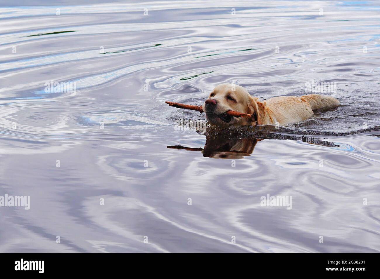 Labrador golden retriever waves water hi-res stock photography and ...