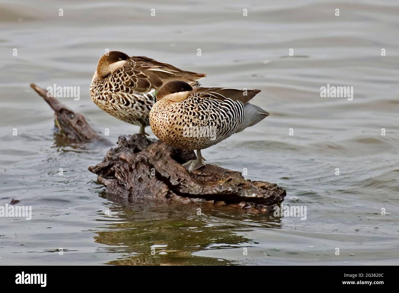 Silver gray wings hi-res stock photography and images - Alamy