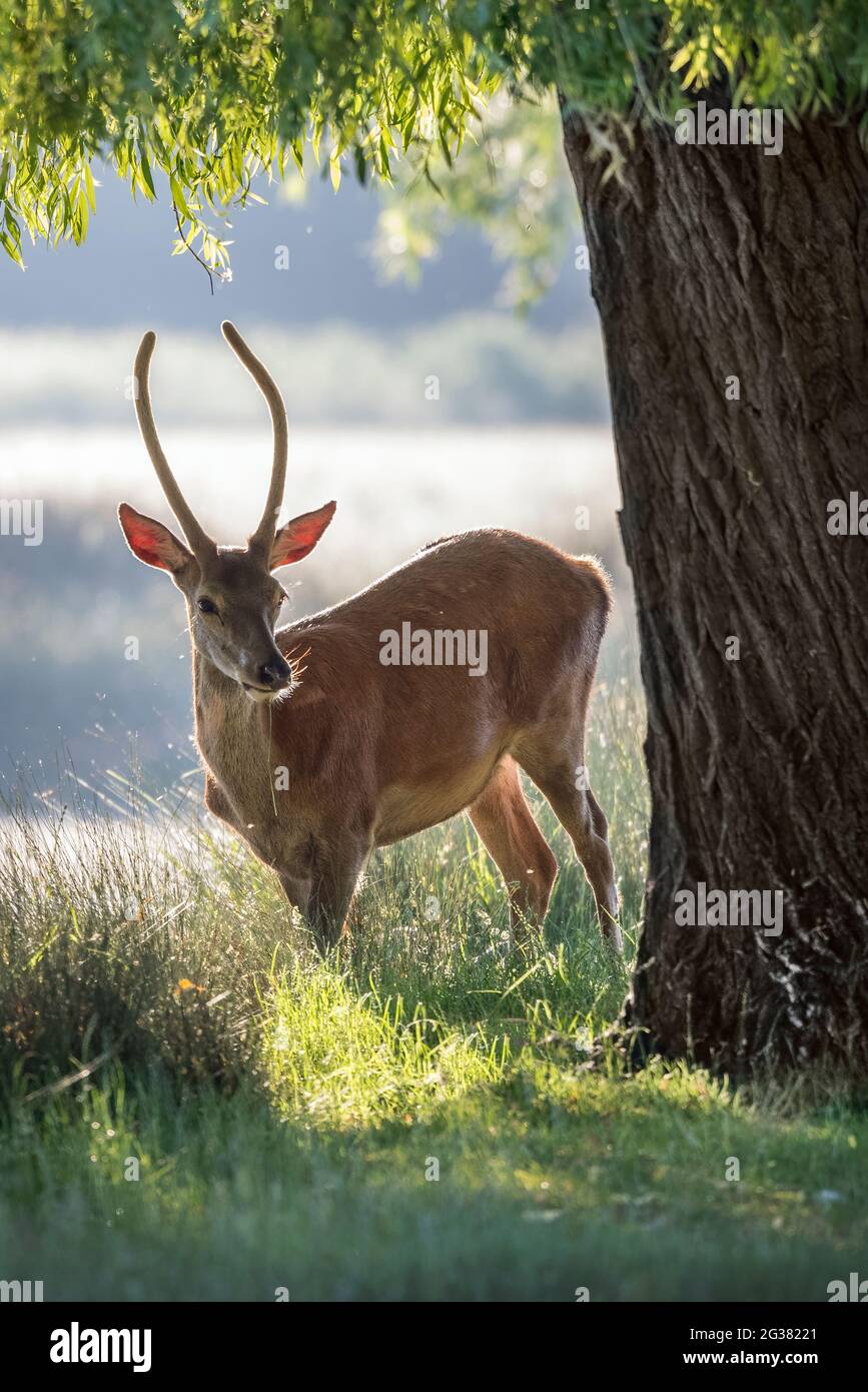 Young deer stag looking around tree with back lit morning sun Stock ...