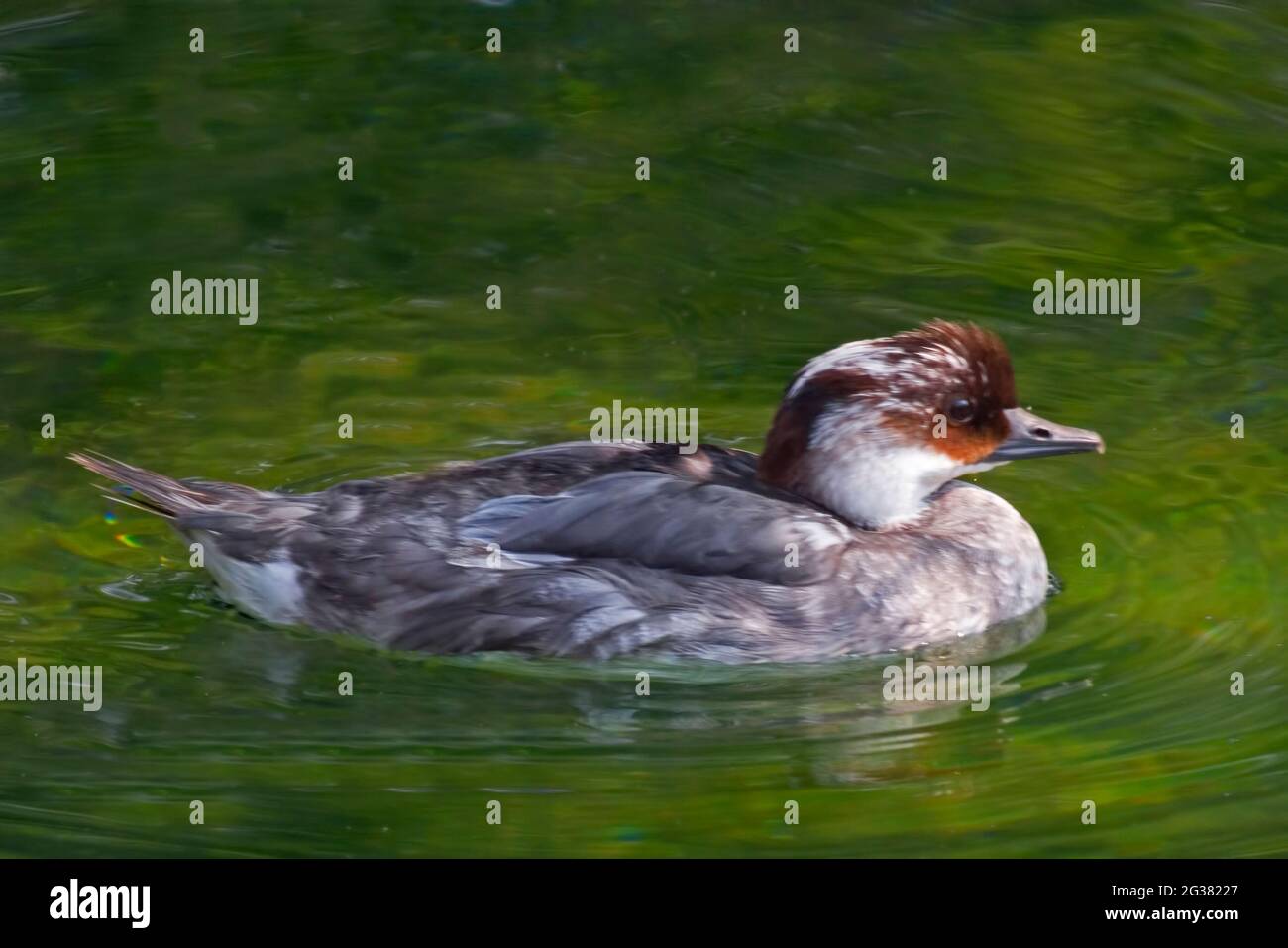 A Close view of a female Smew, Mergellus albellusm Stock Photo - Alamy