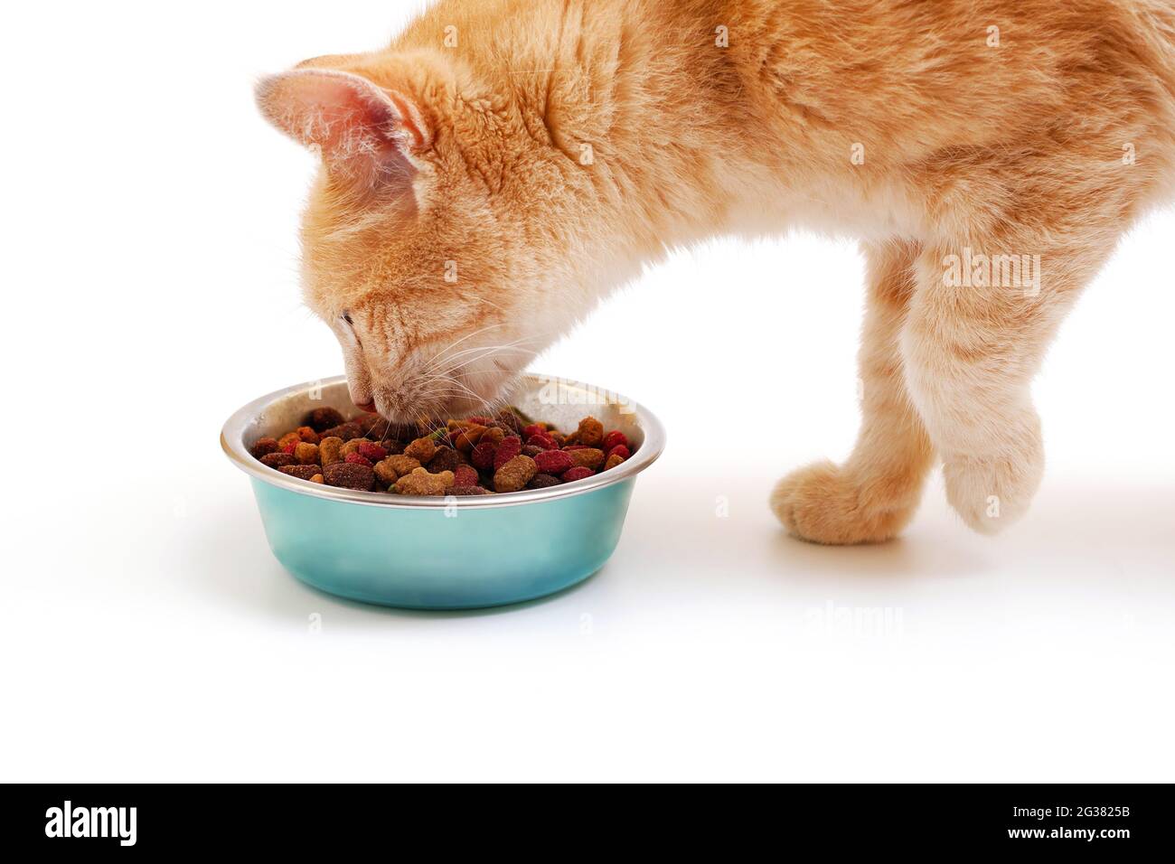 ginger cat eating dry food from bowl on white background Stock Photo ...