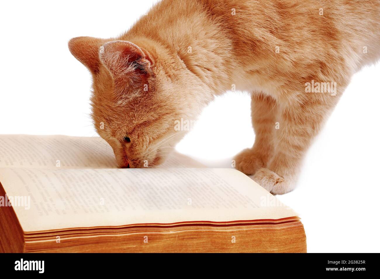 ginger cat looking at open book, isolated on white background Stock ...