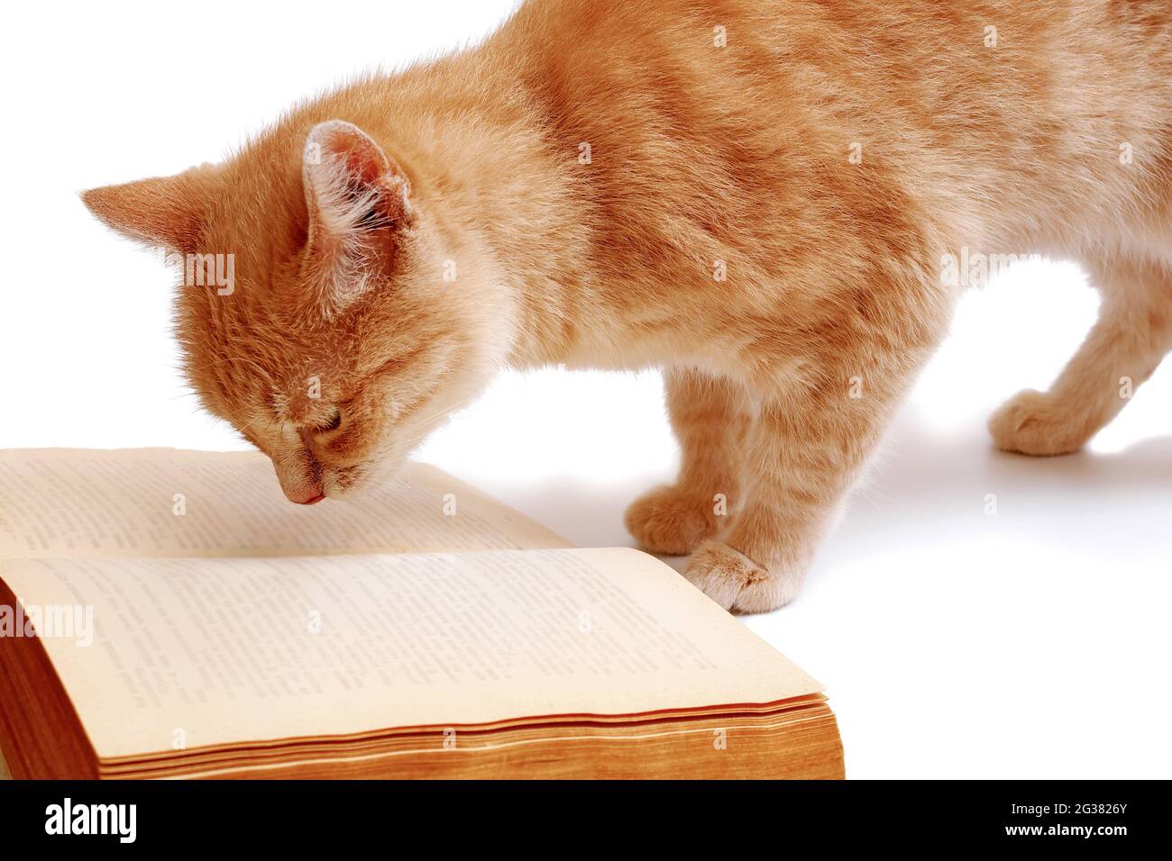 ginger cat looking at open book, isolated on white background Stock ...