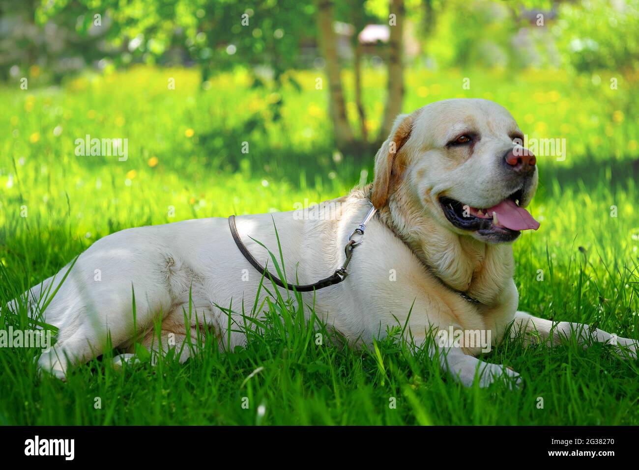 adult golden retriever labrador laying on grass in the shade Stock ...