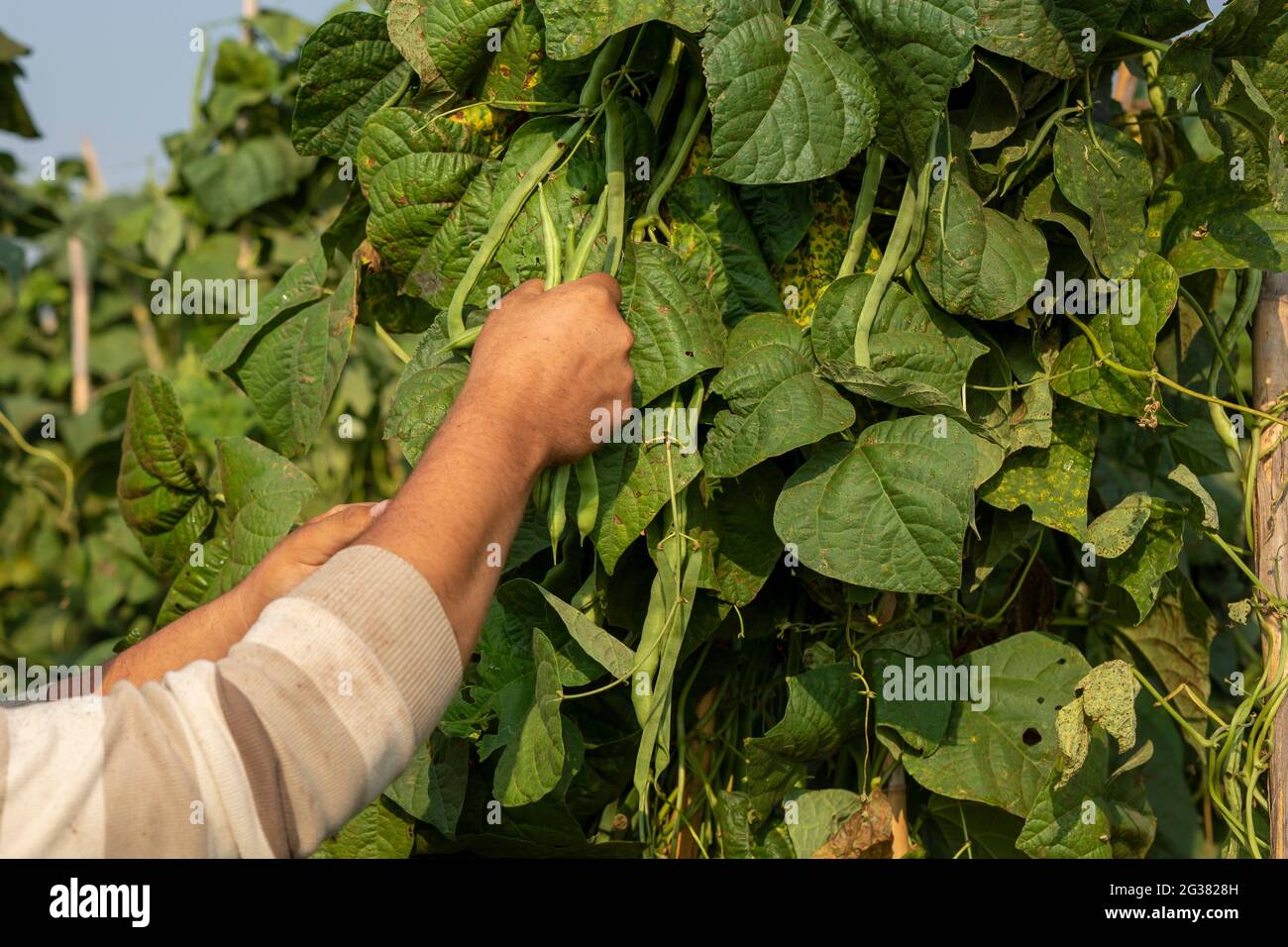 farmer hand picking haricot on the vegetable garden. Organic farming ...