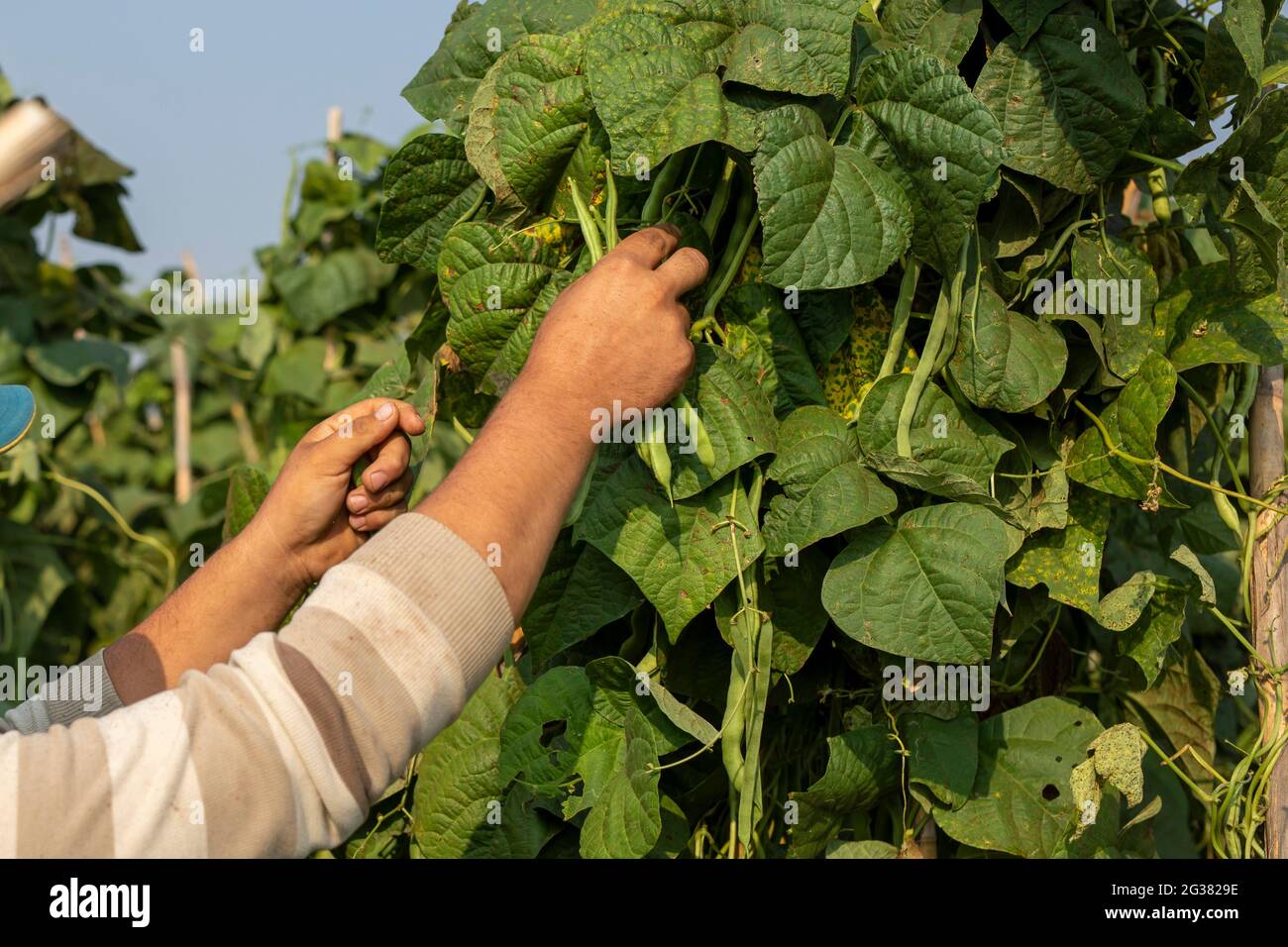 farmer hand picking haricot on the vegetable garden. Organic farming ...