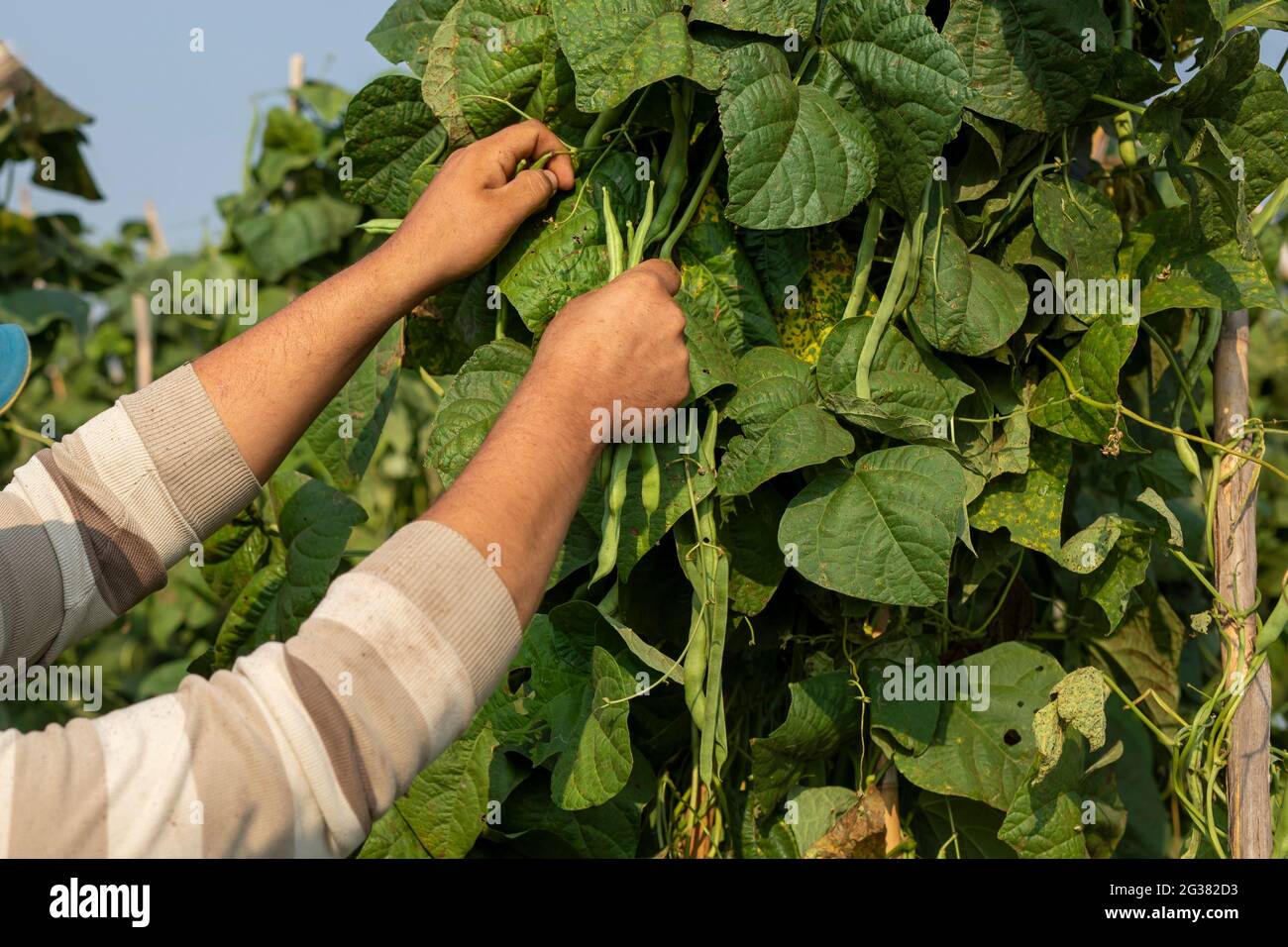 farmer hand picking haricot on the vegetable garden. Organic farming ...