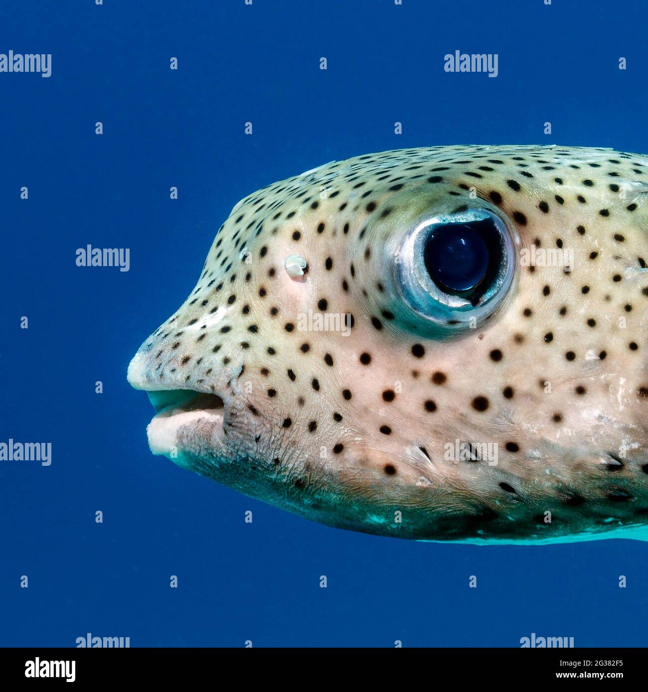 Spot-fin porcupinefish, diodon hystrix, in Maldives Stock Photo - Alamy