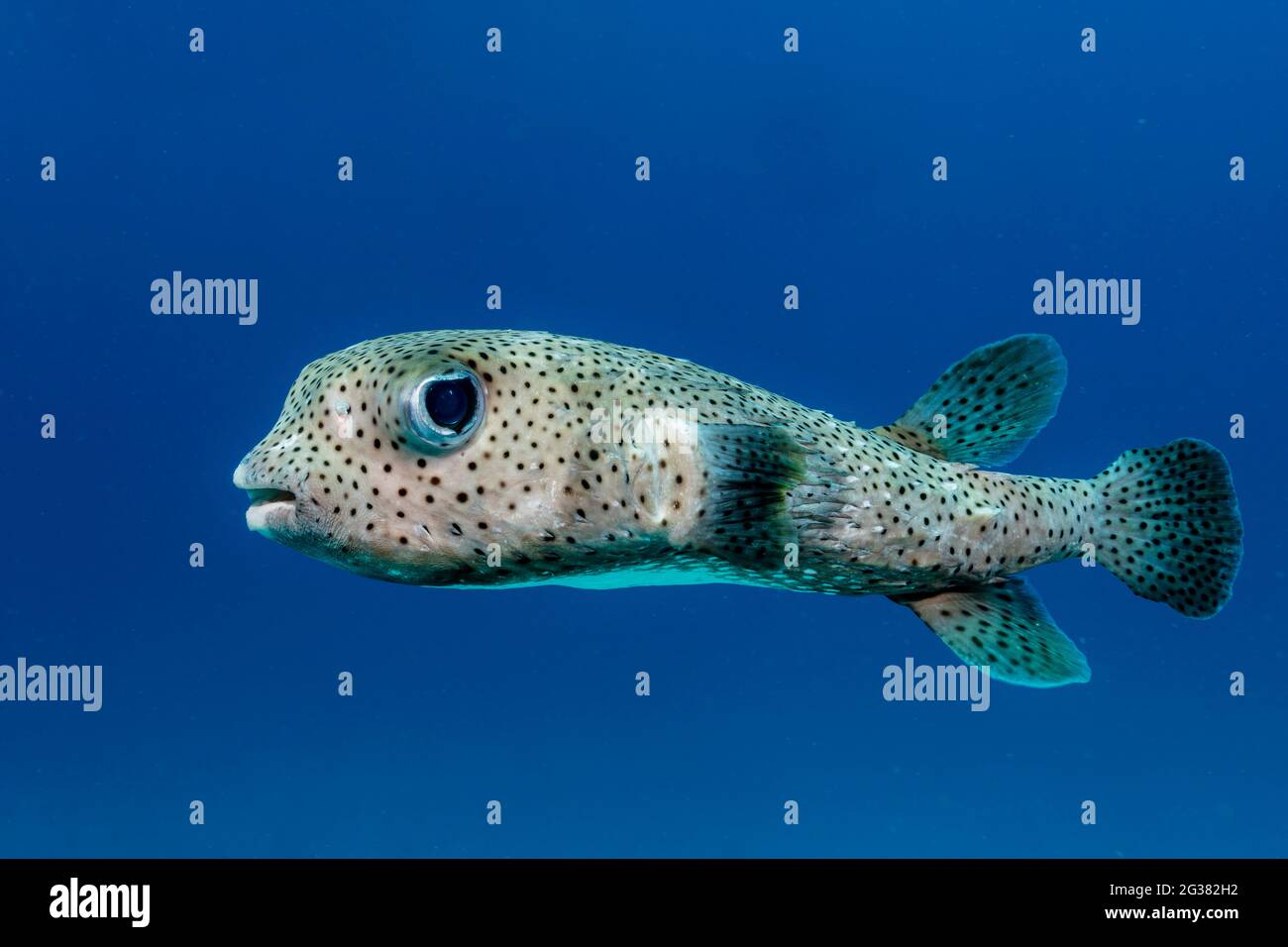 Spot fin porcupinefish hi-res stock photography and images - Alamy