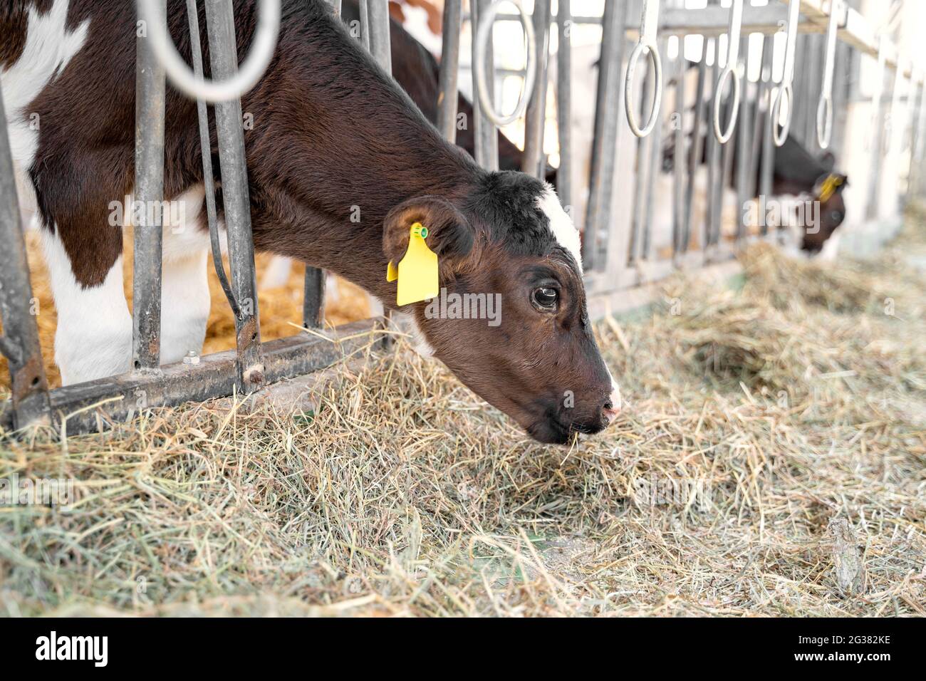 Clean brown-colored cow with white spots, with yellow tag on ear eats ...