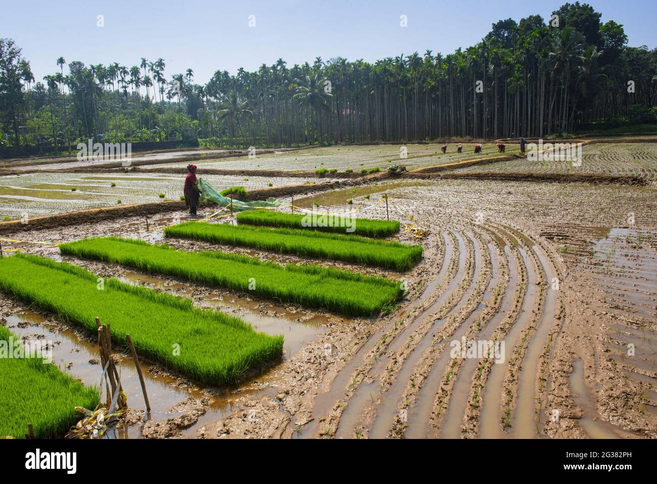 farmer throwing fertilizer in the rice field Stock Photo - Alamy