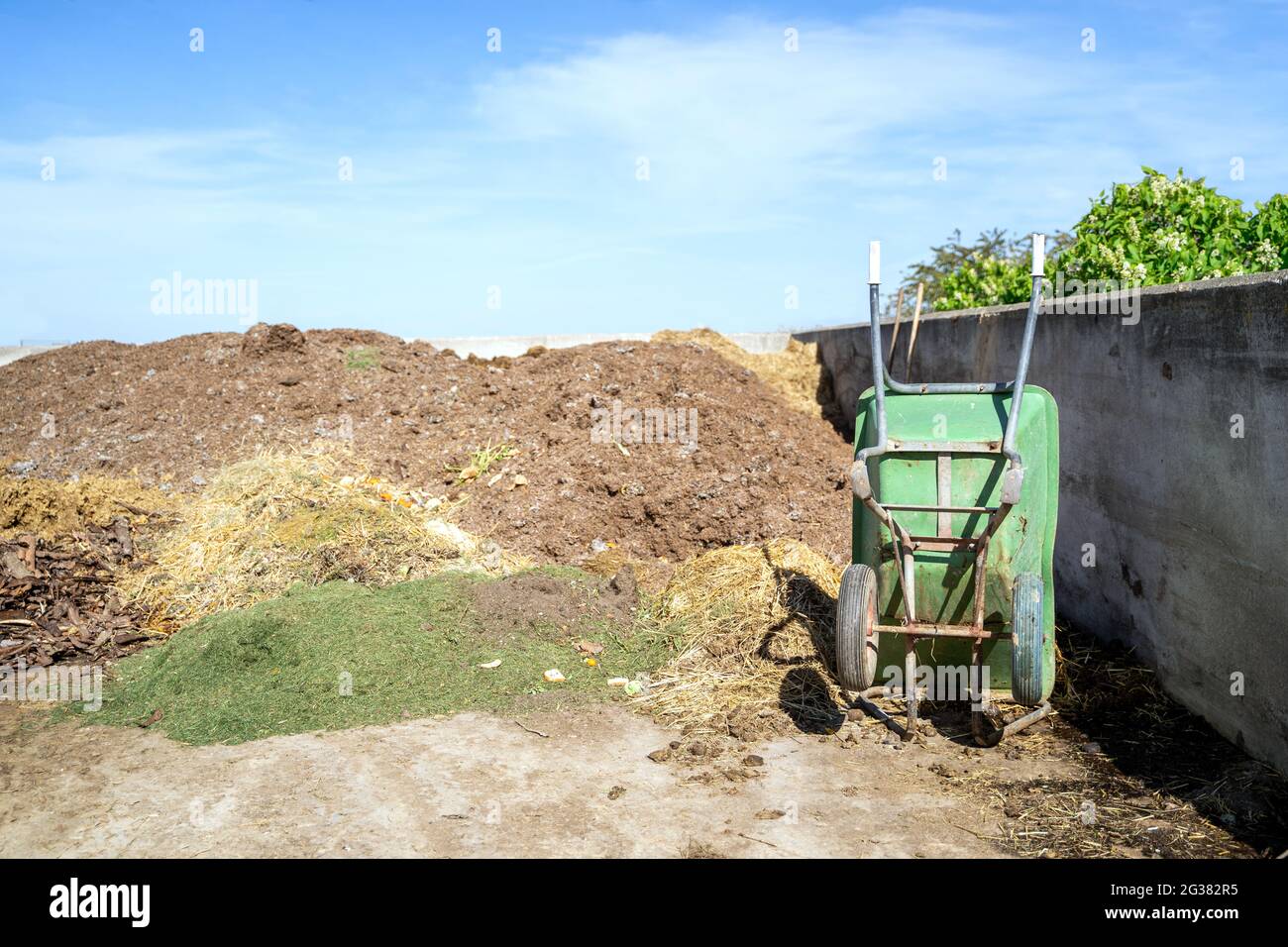 Green rusty wheelbarrow stands in a concrete container for crops ...