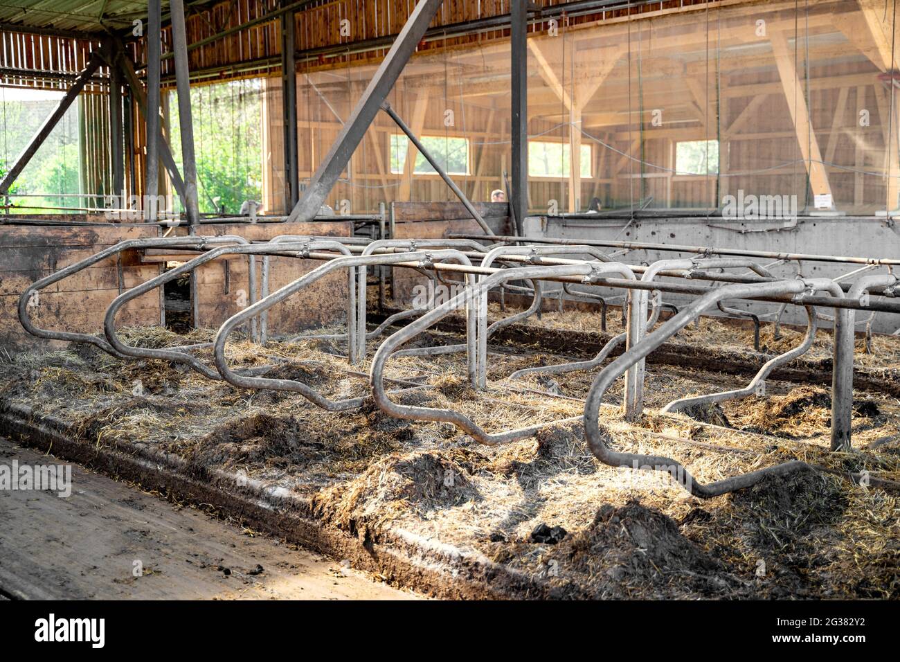 Empty metal cow compartments in wooden stall with dirty hay on a bio ...