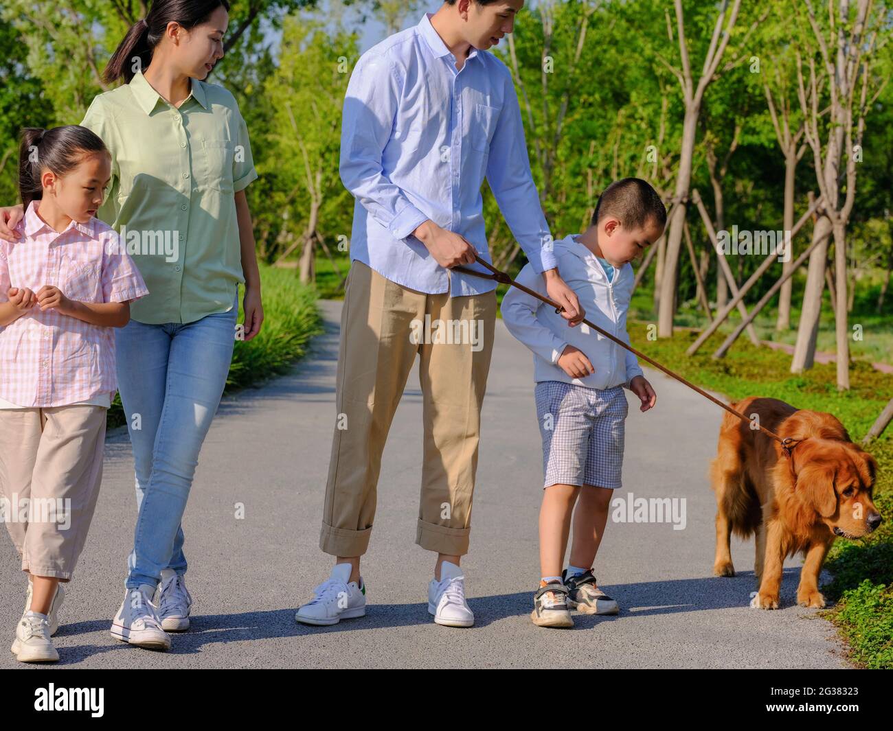 Happy family of four walking dogs in the park high quality photo Stock ...