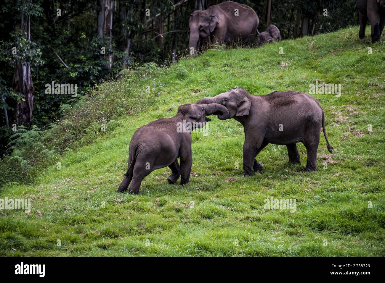 Wild elephants grazing in green grass hills at Munnar Kerala India ...